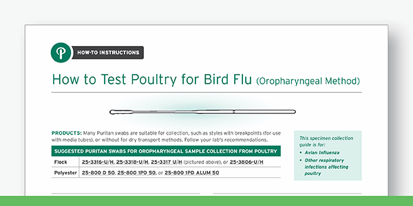 How to Test for Bird Flu: Step-by-Step PDF Guide
